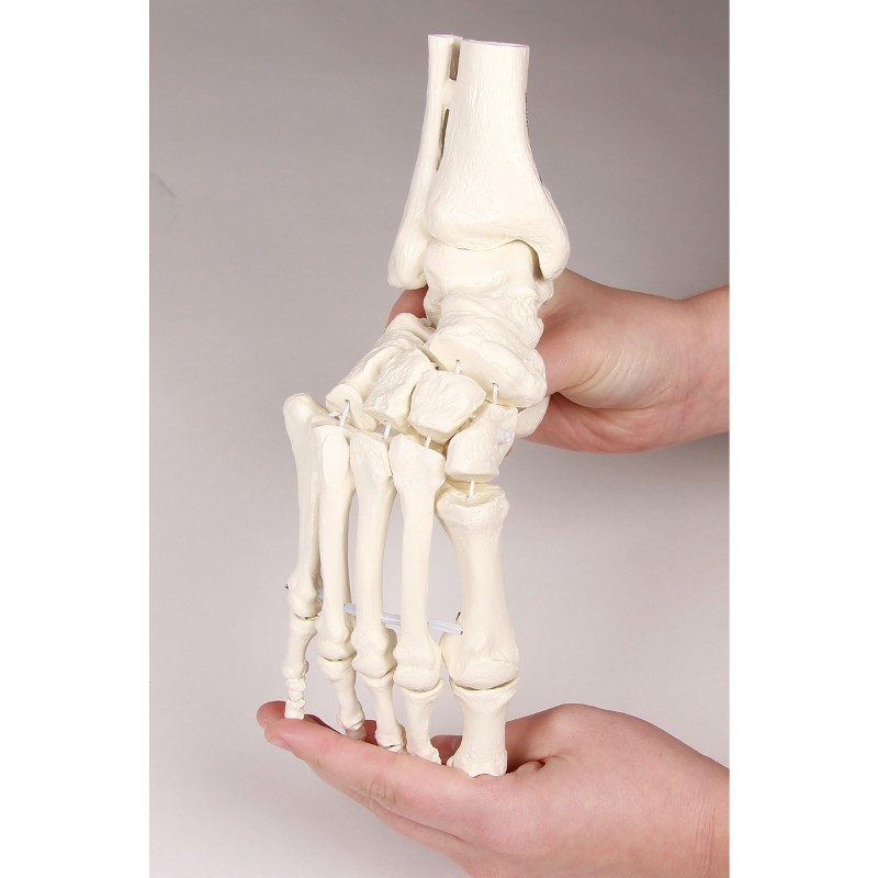 Flexible Model Foot Skeleton with Lower Leg Insertion | Health and Care